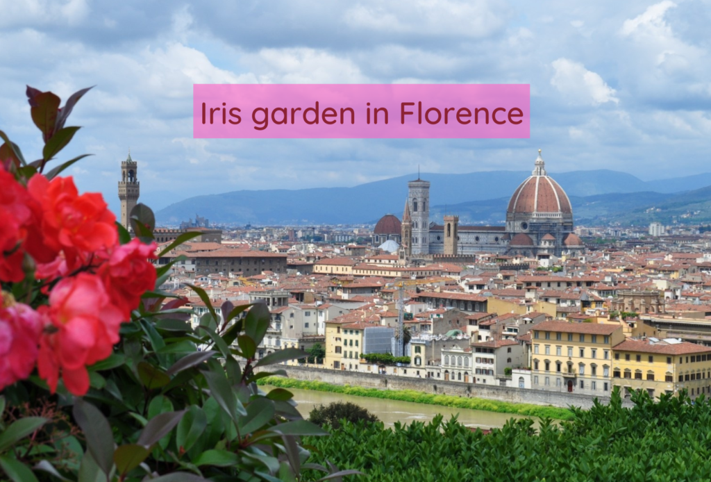 Official Flower Of Florence Italy | Best Flower Site