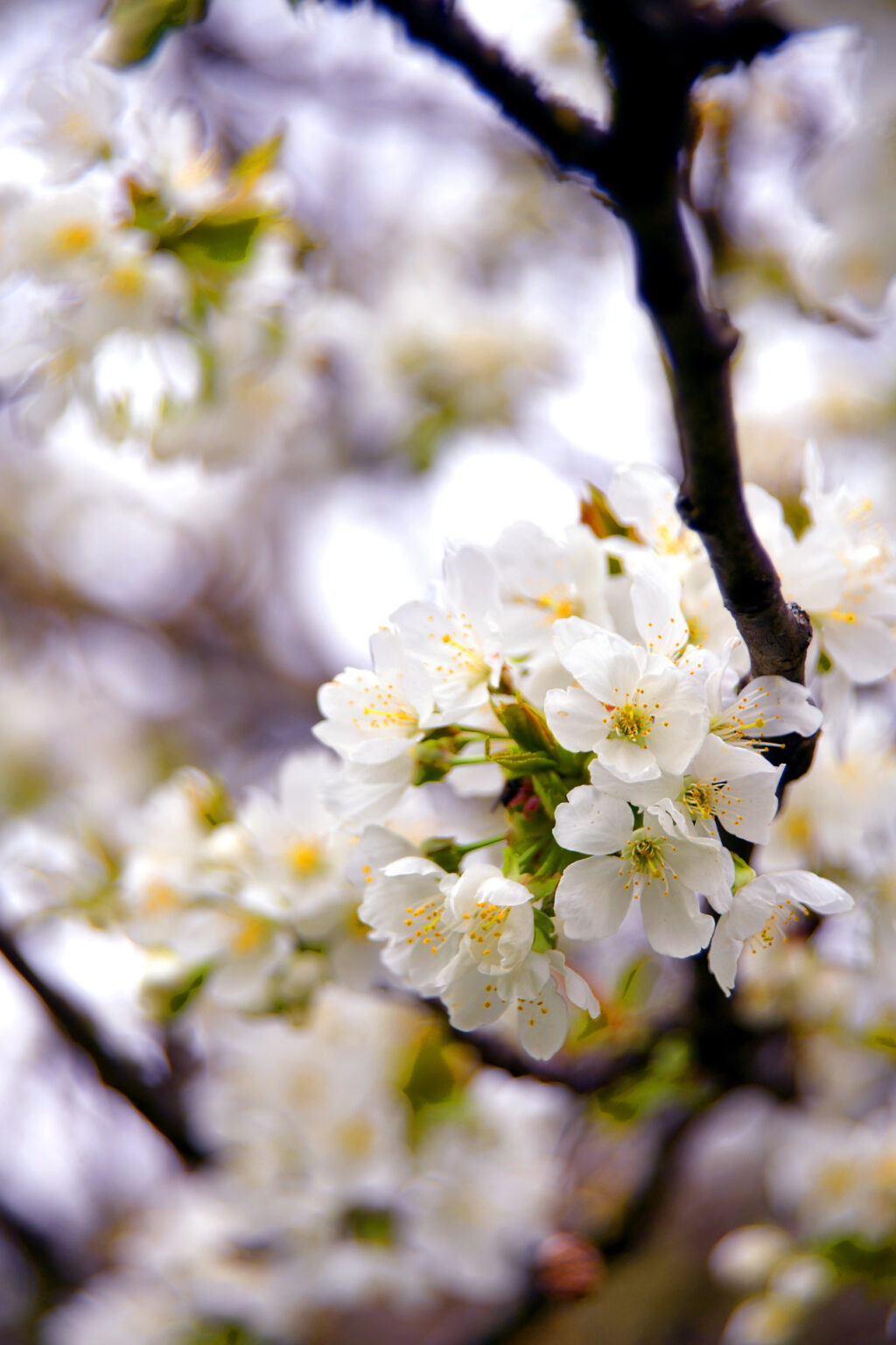 Sakura: From the Rising Sun to Rome! - Blog of Leonardo da Vinci ;)