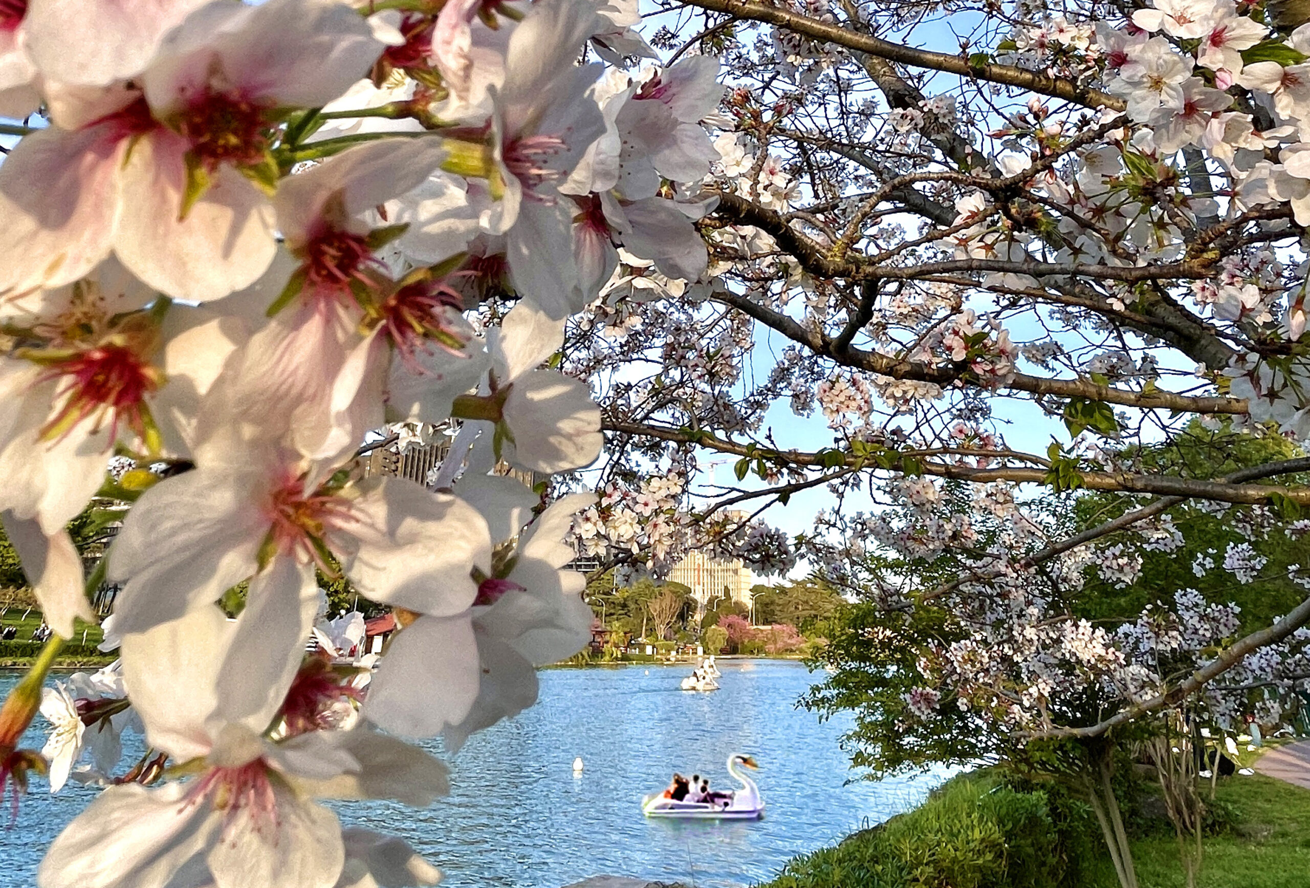 Sakura: From the Rising Sun to Rome! - Blog of Leonardo da Vinci ;)